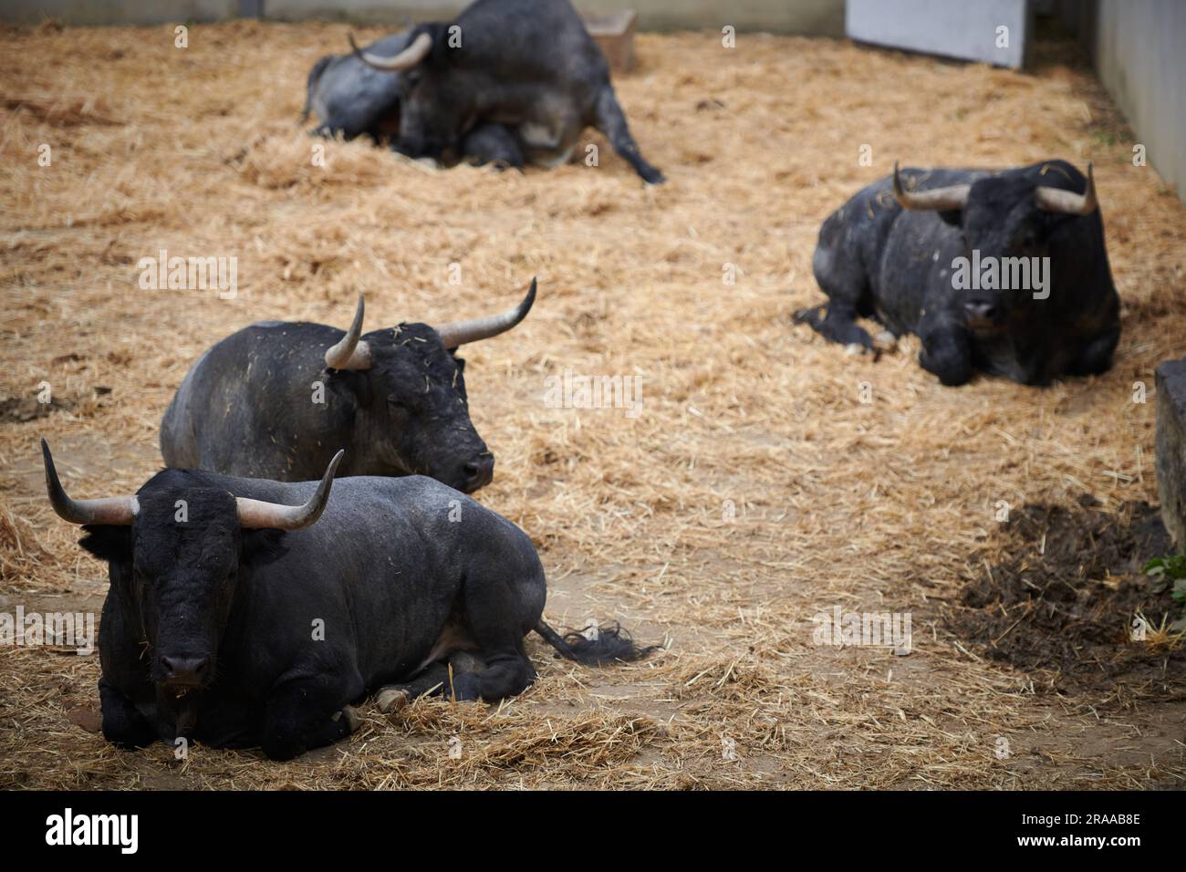 Jose escolar gil ranch hi-res stock photography and images - Alamy