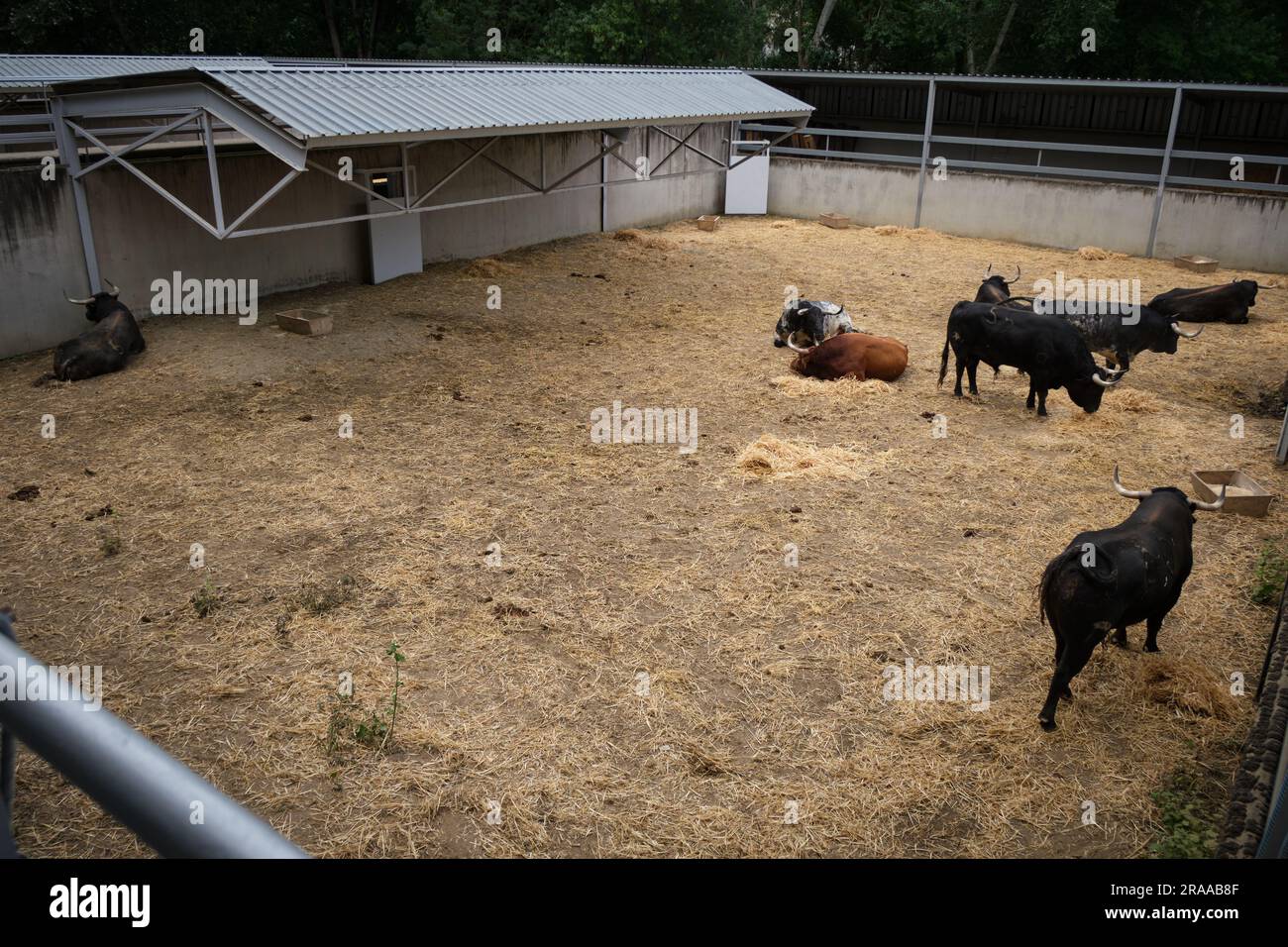 Running of the bulls guide hi-res stock photography and images - Alamy