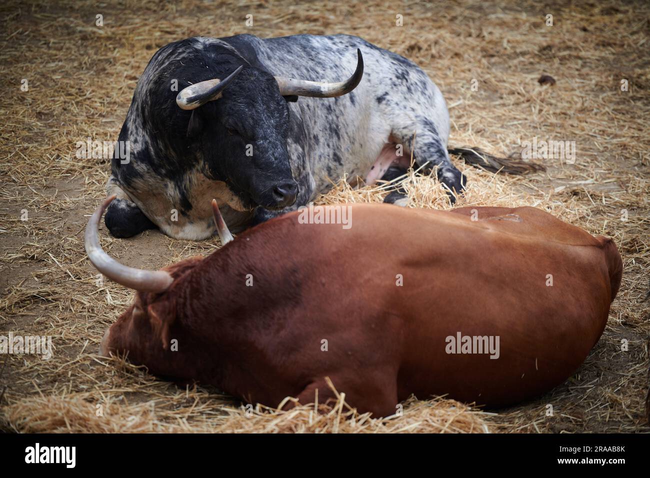 Pamplona, Spain. 02nd July, 2023. Two bulls from the Cebada Gago ranch ...