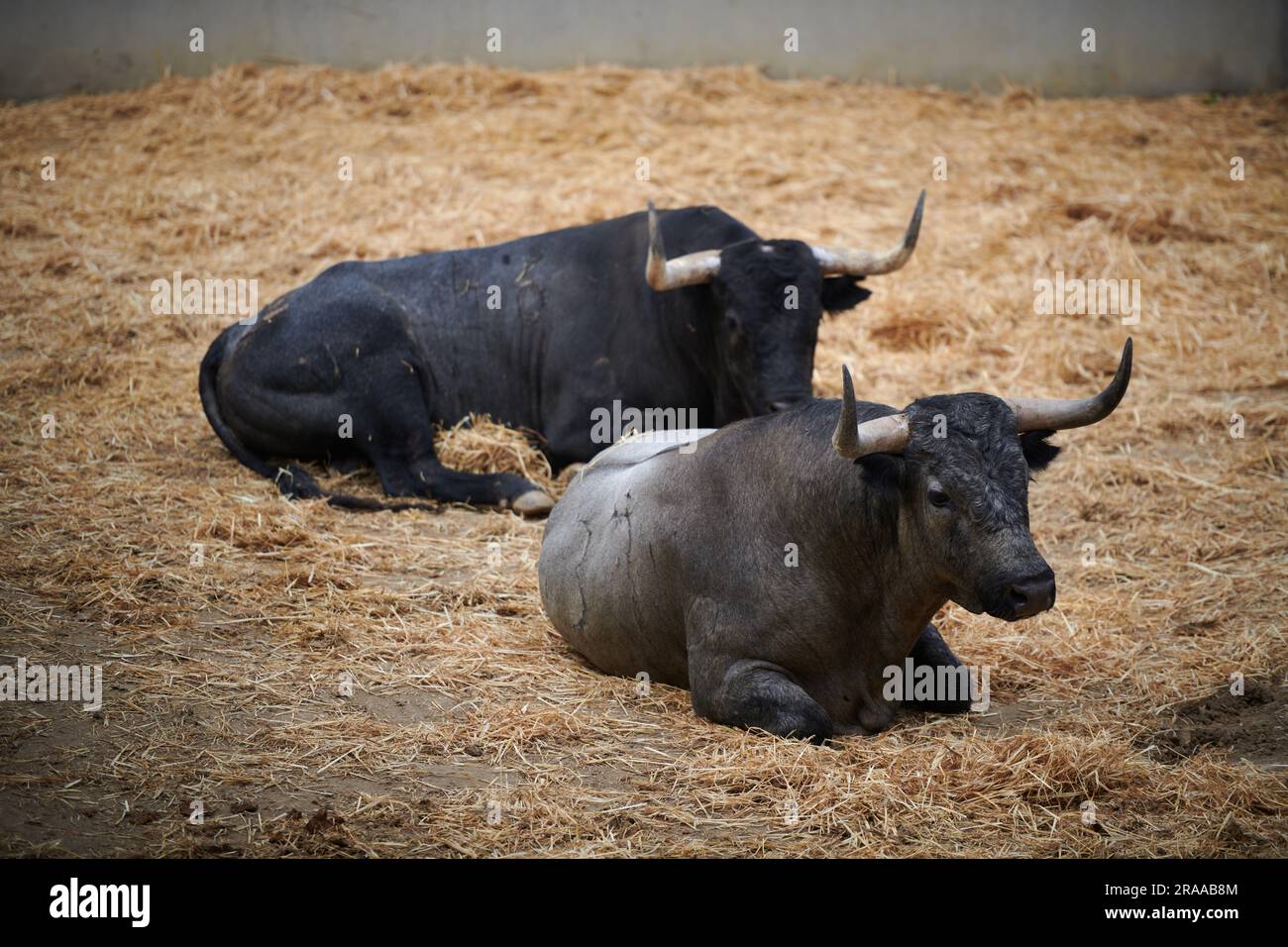 Jose escolar gil ranch hi-res stock photography and images - Alamy