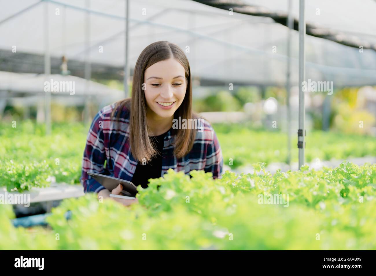 Woman Farmer harvesting vegetable and audit quality from hydroponics farm. Organic fresh ...