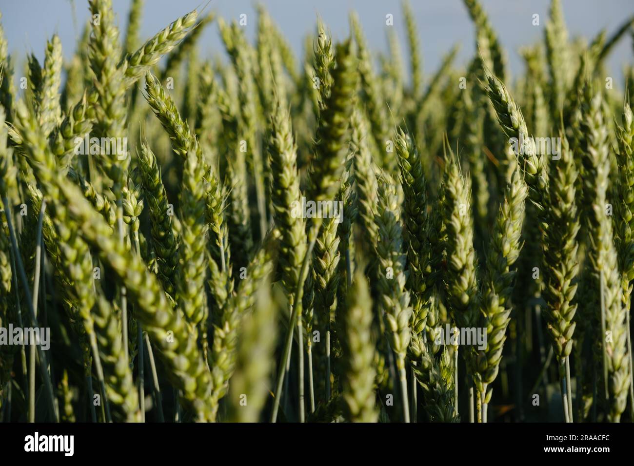 The grain ripens hi-res stock photography and images - Alamy