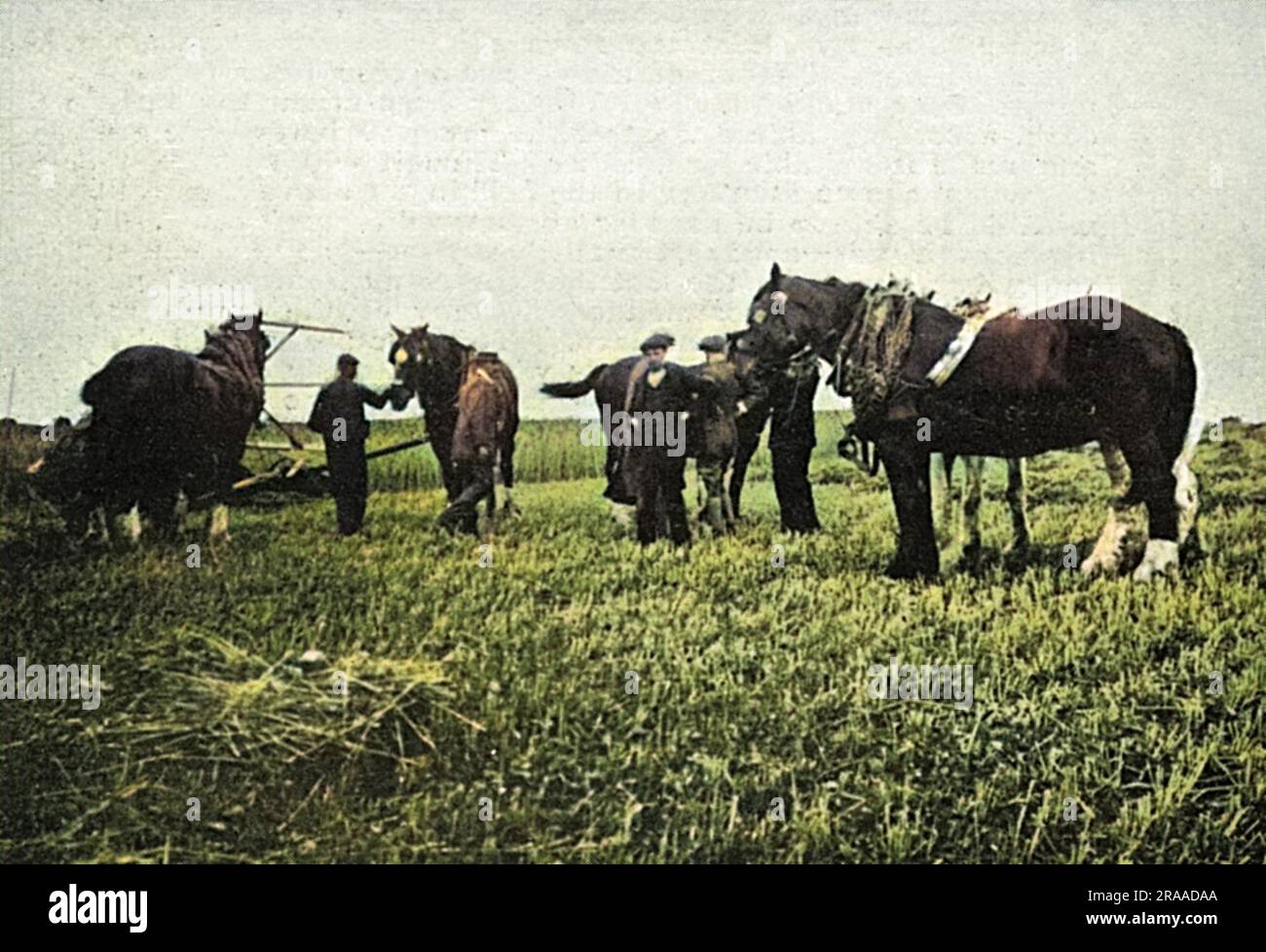 Three horses are commandeered for the army from their farm at ...