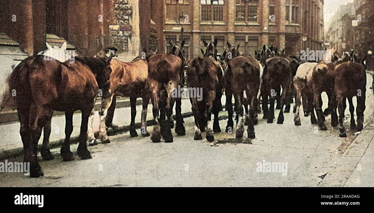 Commandeered horses being marched to their Depots. During the first ...