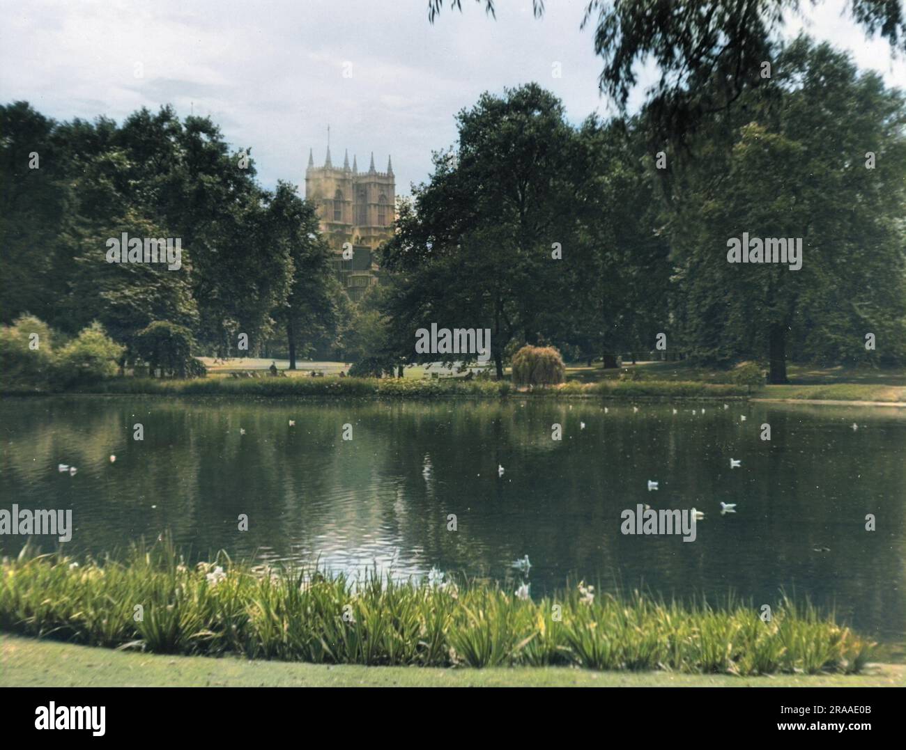 St. James's Park lake, central London, with the towers of Westminster ...