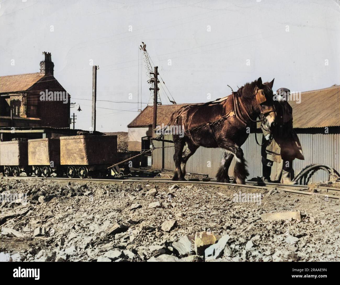 A blinkered pit pony, pulling along coal wagons on a colliery rail ...