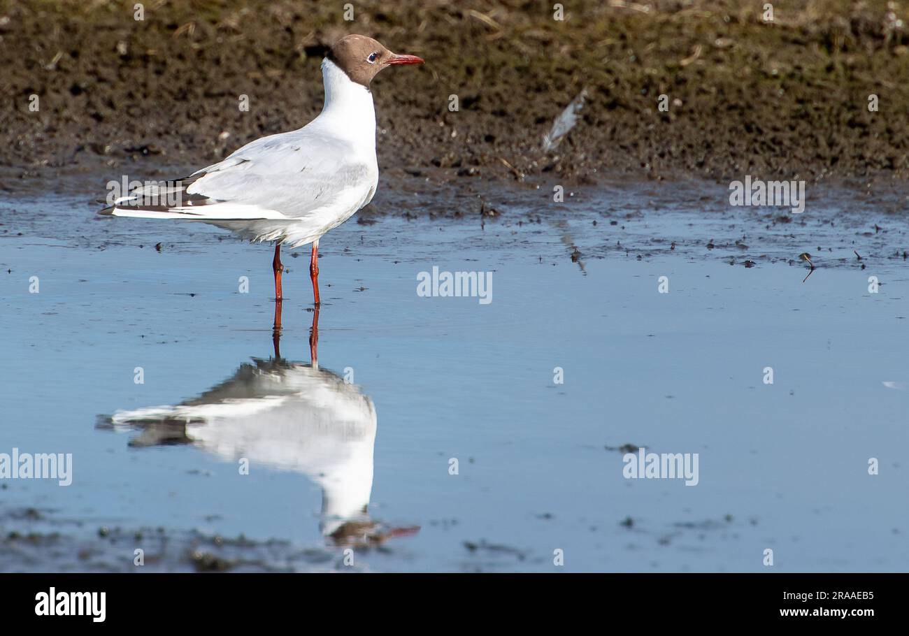 Stomping legs hi-res stock photography and images - Alamy