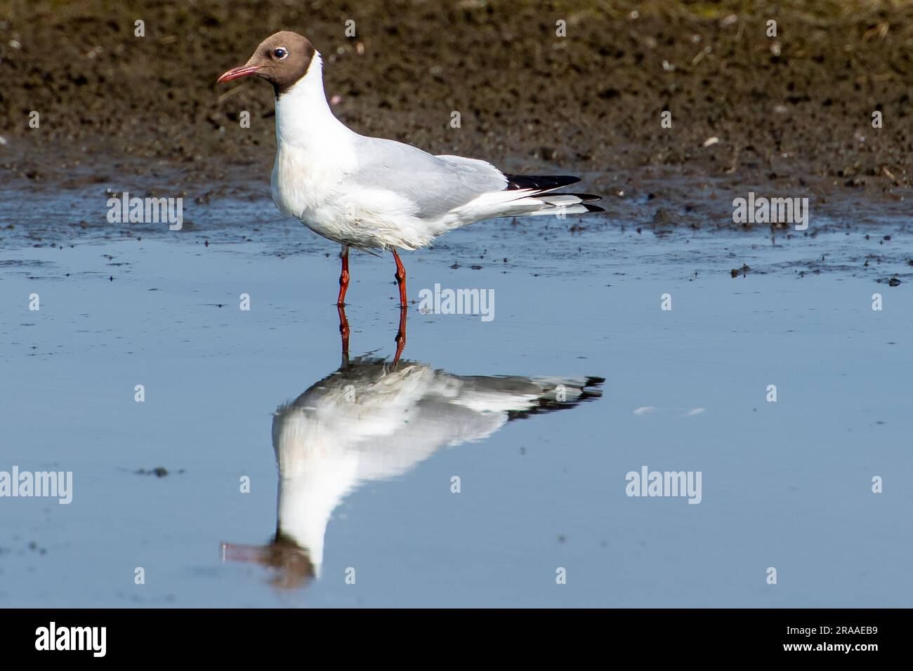 Stomping legs hi-res stock photography and images - Alamy