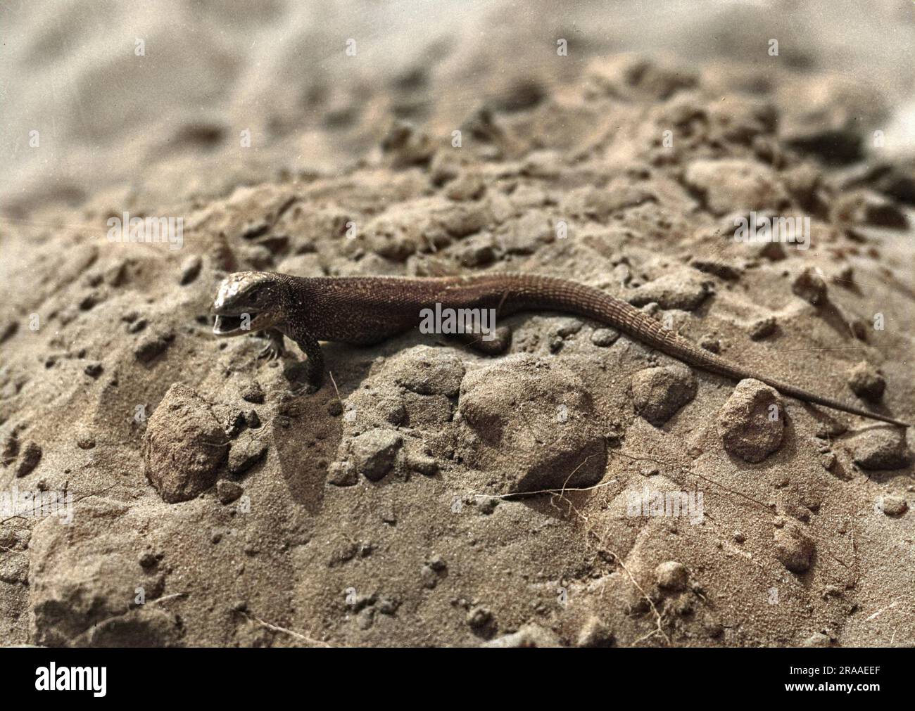 'Ready for the fight' - an aggressive desert lizard. Date: 1930s Stock ...