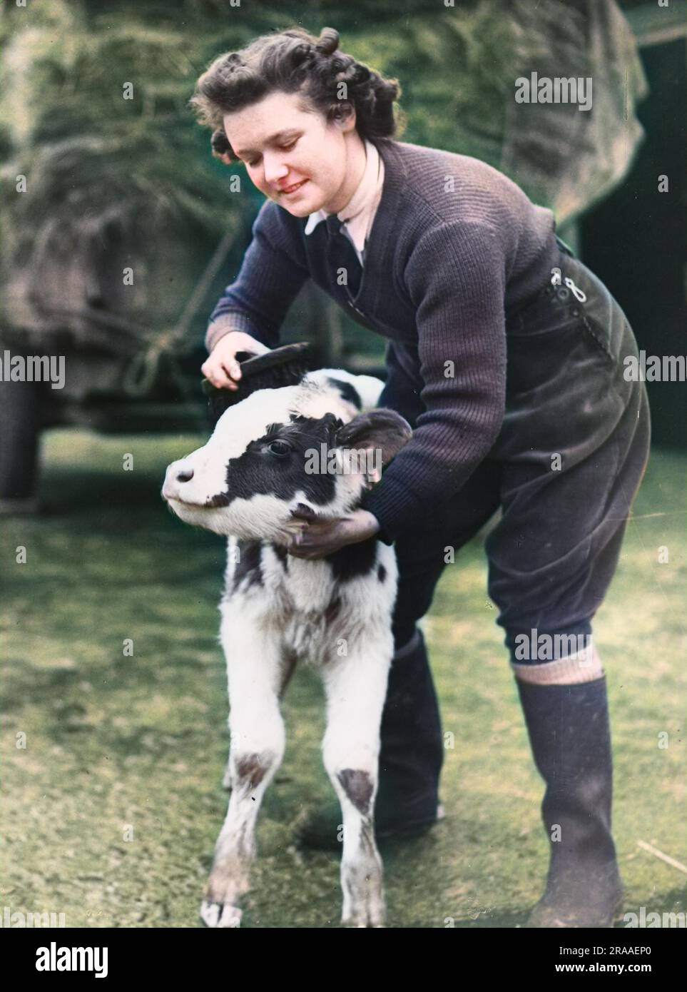 A Land Girl working brushing a calf on a farm during World War II Stock ...