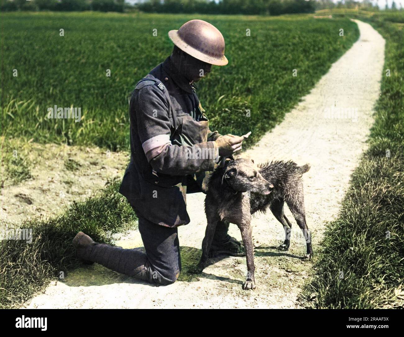 A Royal Engineer reading a message brought by a messenger dog by ...