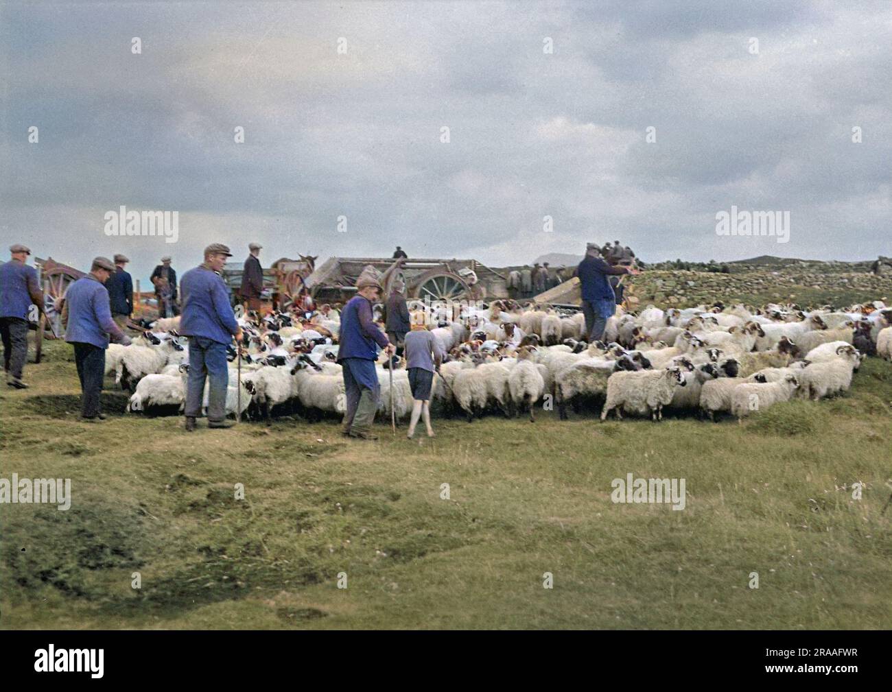 Sheep north uist hebrides hi-res stock photography and images - Alamy
