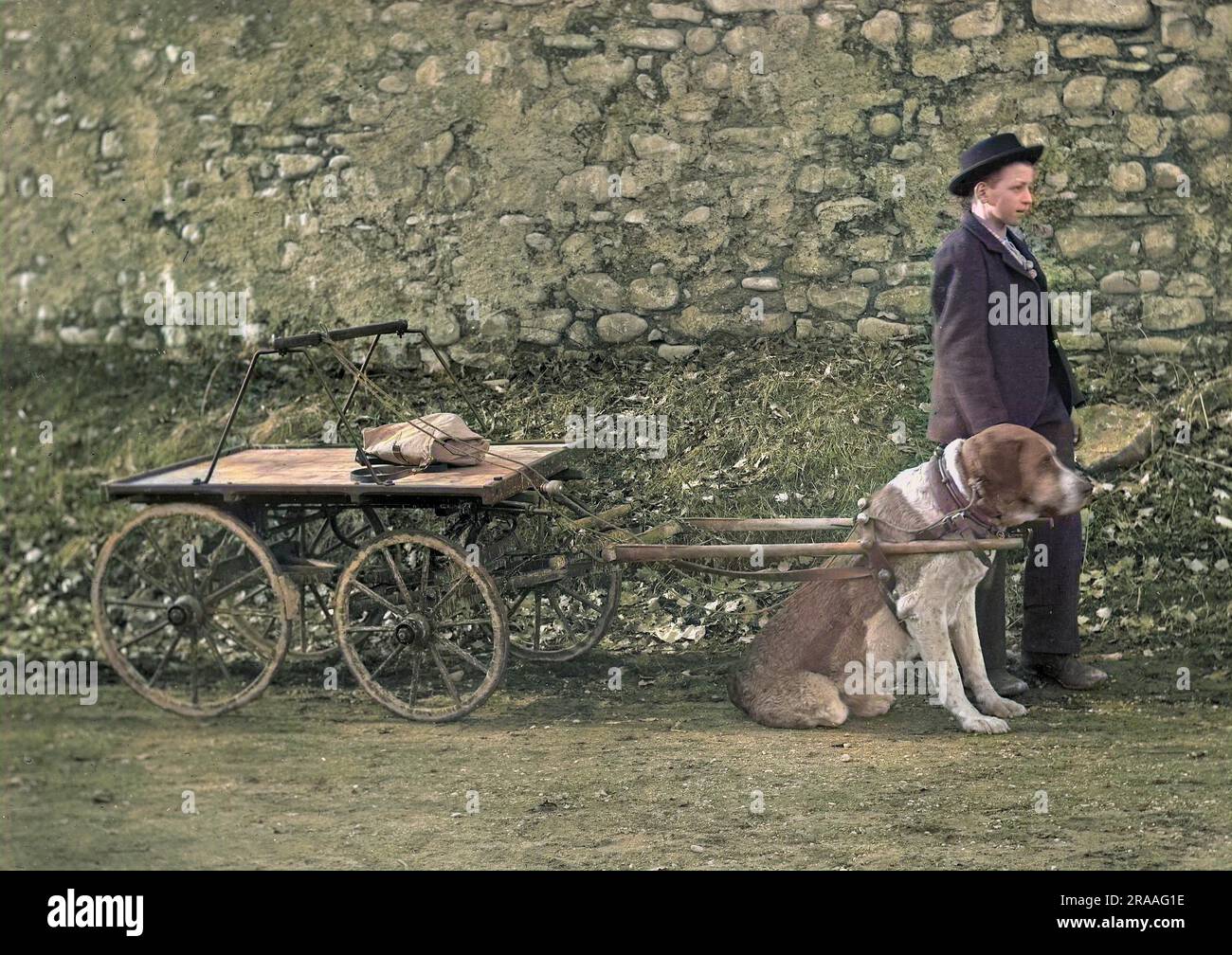 A boy with a large dog pulling a cart Stock Photo - Alamy