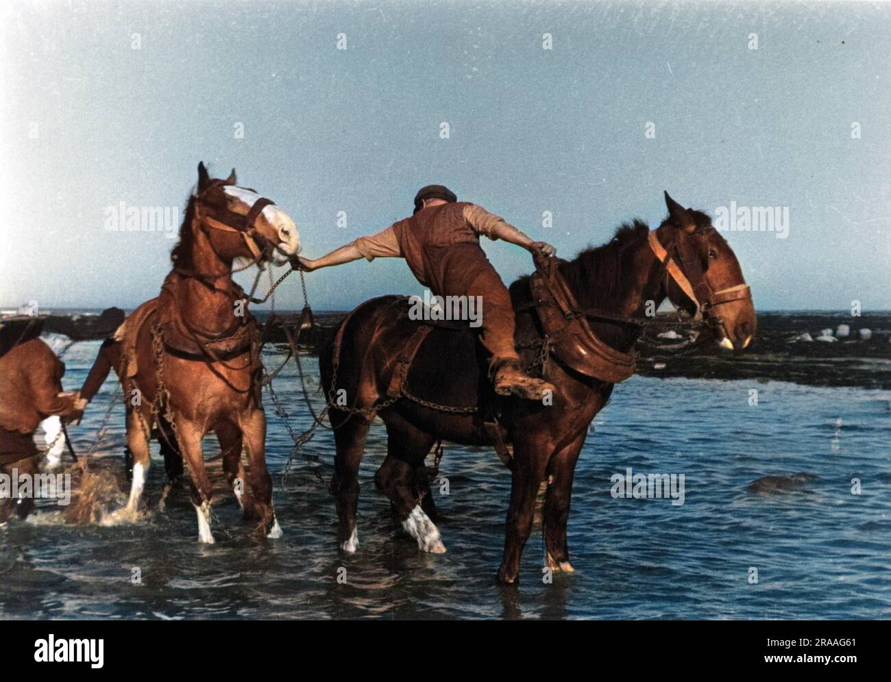 Two horses pulling in a fishing boat, with two fishermen attaching the ...