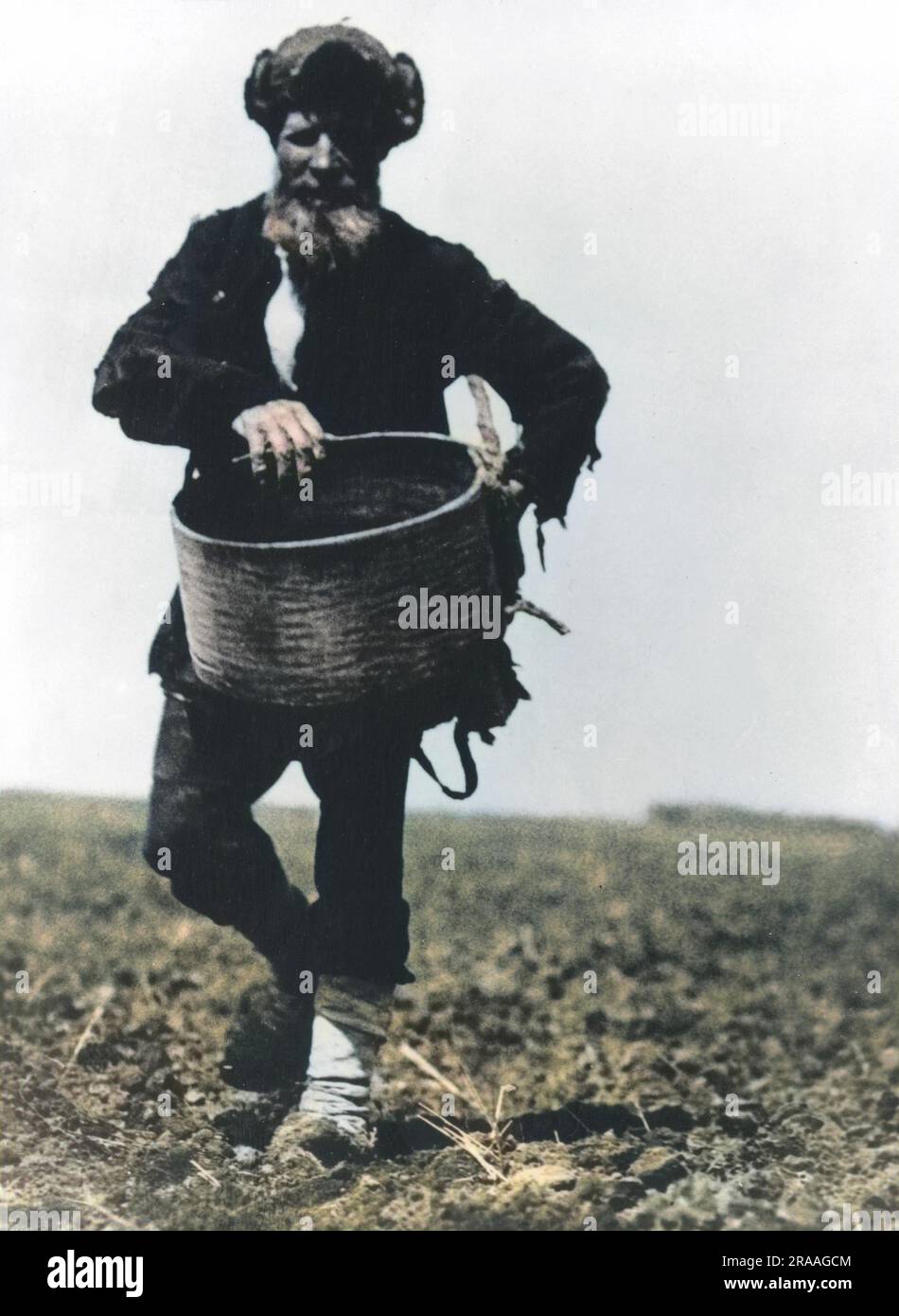 A bearded and elderly Russian Farmer delicately sowing seeds by hand ...