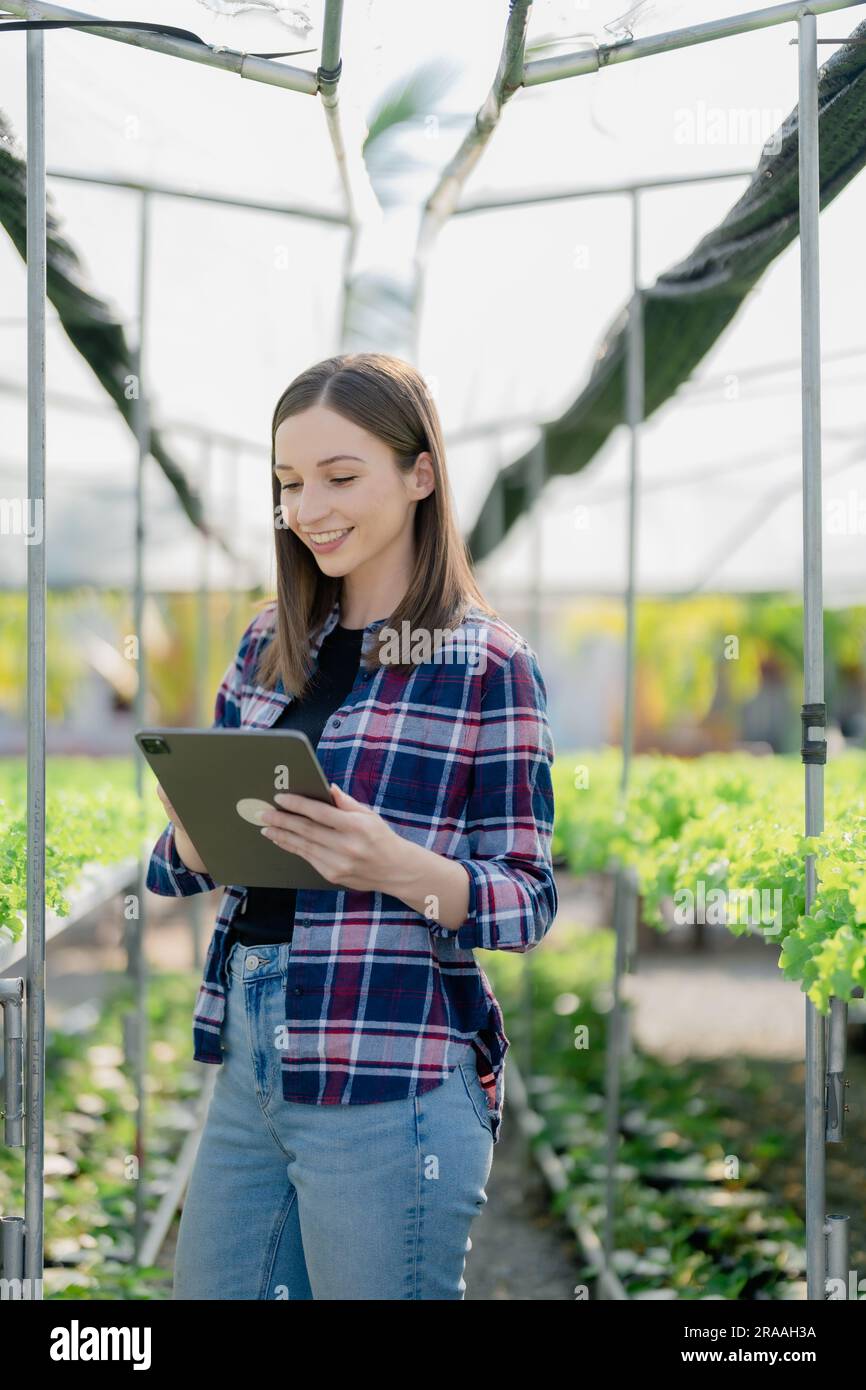 Woman Farmer harvesting vegetable and audit quality from hydroponics farm. Organic fresh ...