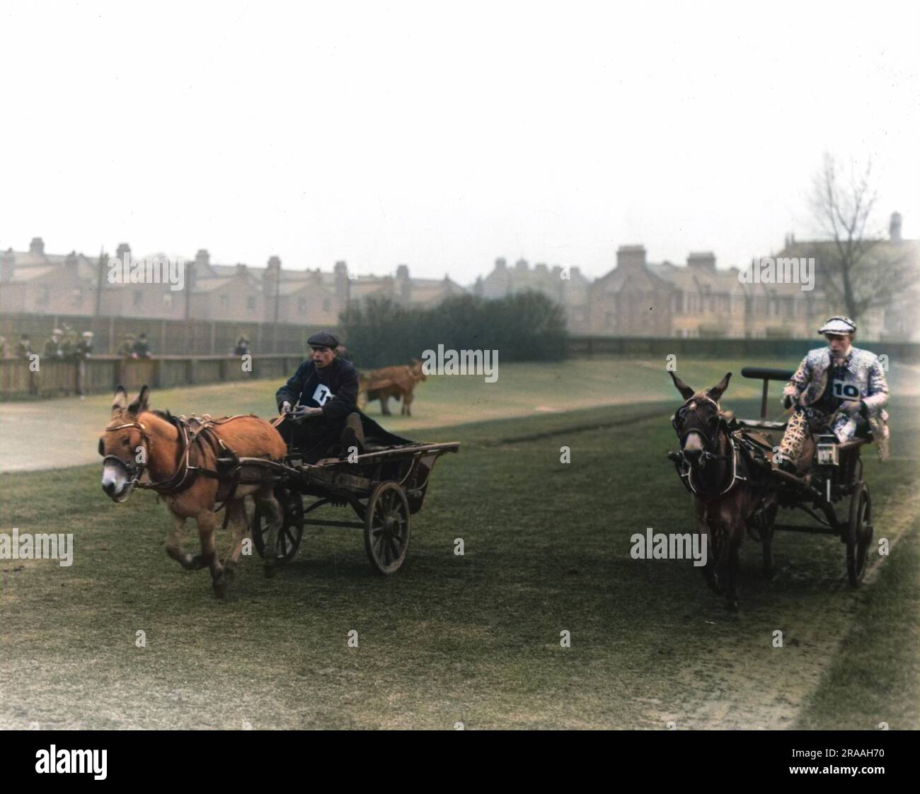 Donkey racing hi-res stock photography and images - Alamy