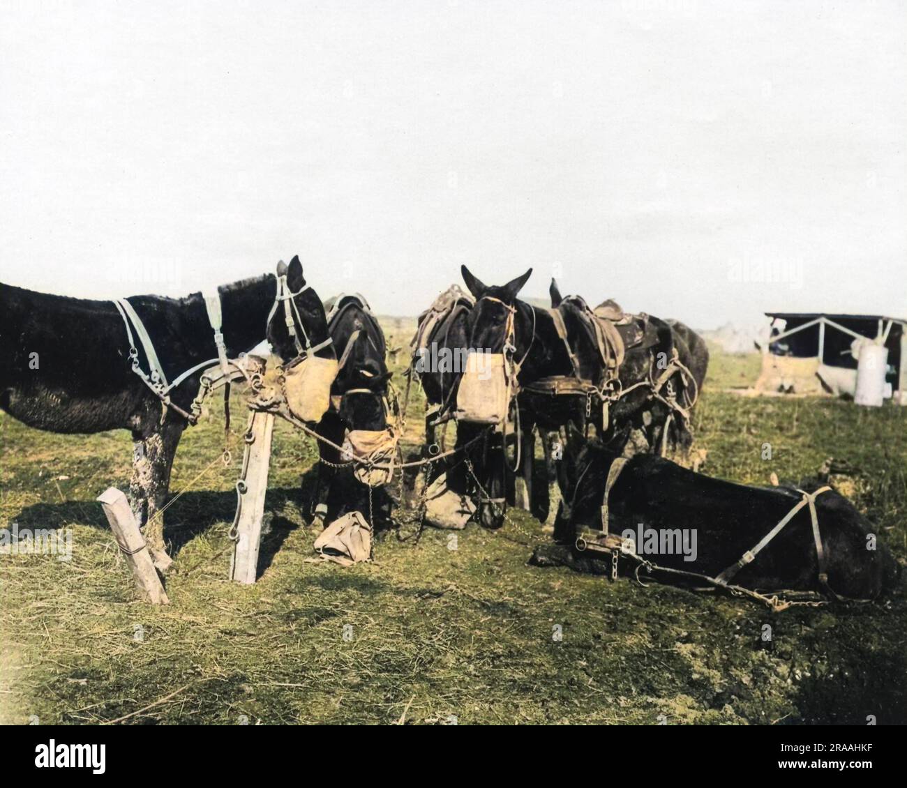 Mules stabled in the open air wearing their nosebags, on the Western ...