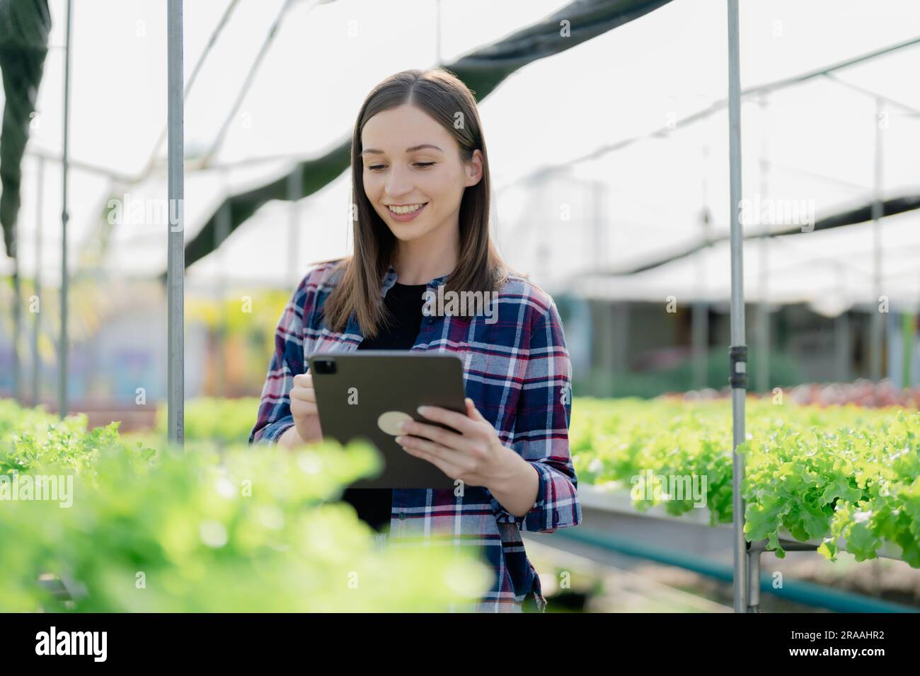 Woman Farmer harvesting vegetable and audit quality from hydroponics farm. Organic fresh ...