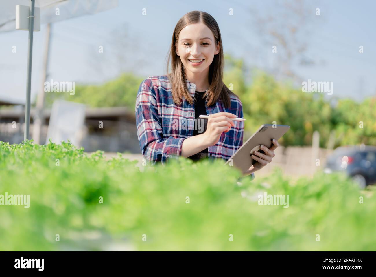 Woman Farmer harvesting vegetable and audit quality from hydroponics farm. Organic fresh ...