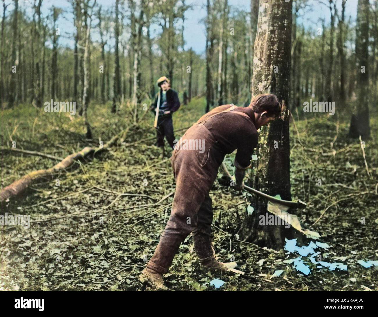 British soldier felling a tree in a wood on the Western Front during ...
