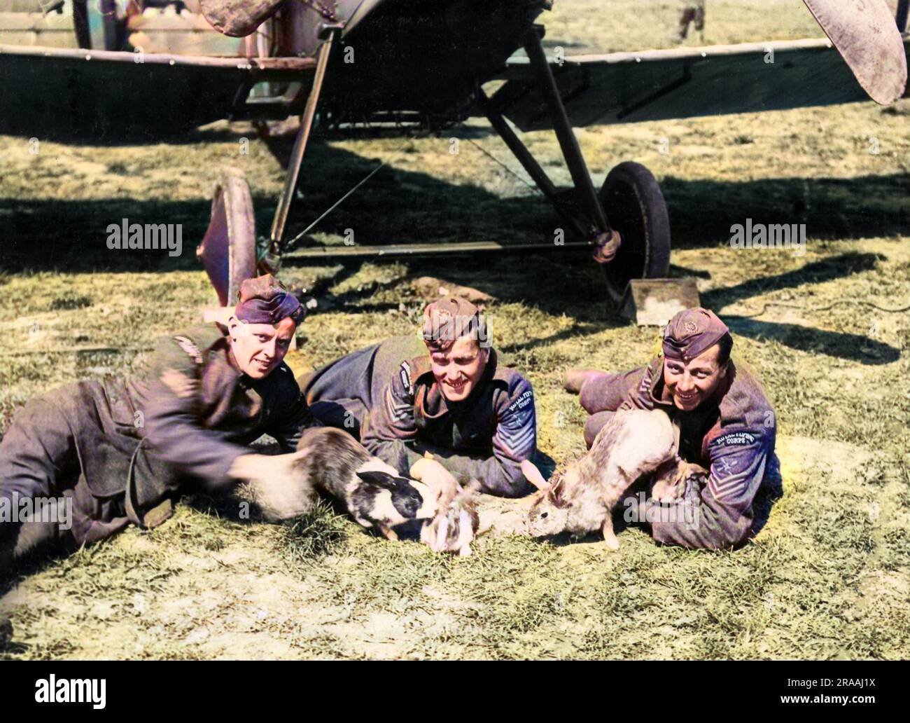 RFC men with their pet rabbits at a squadron near the lines on the ...