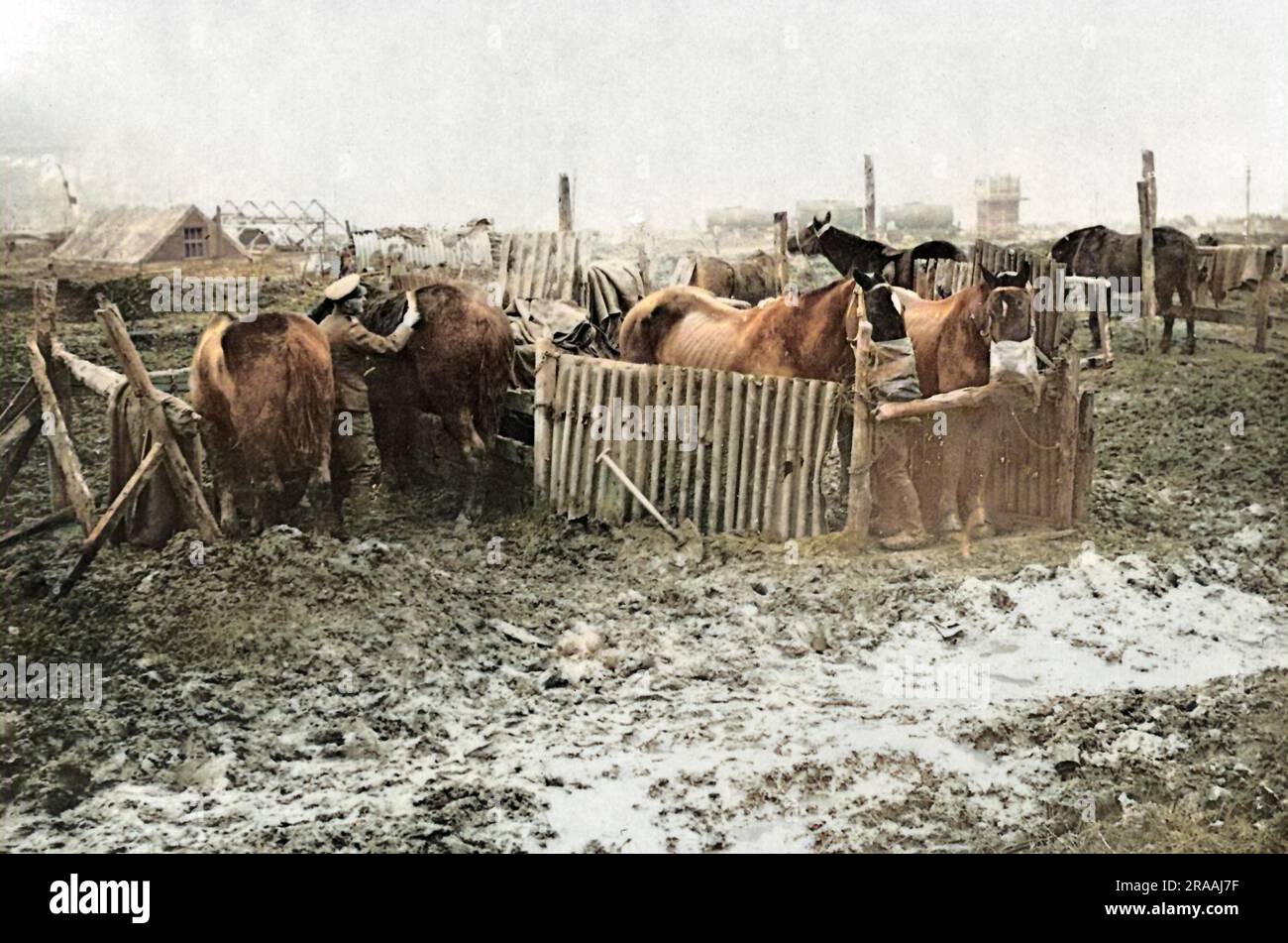 Animals at an active British service stable on the Western Front during ...