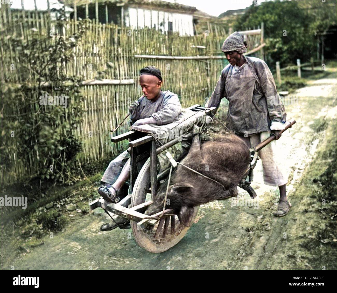 A pig transported by a wheelbarrow, China. Date: circa 1890 Stock Photo ...