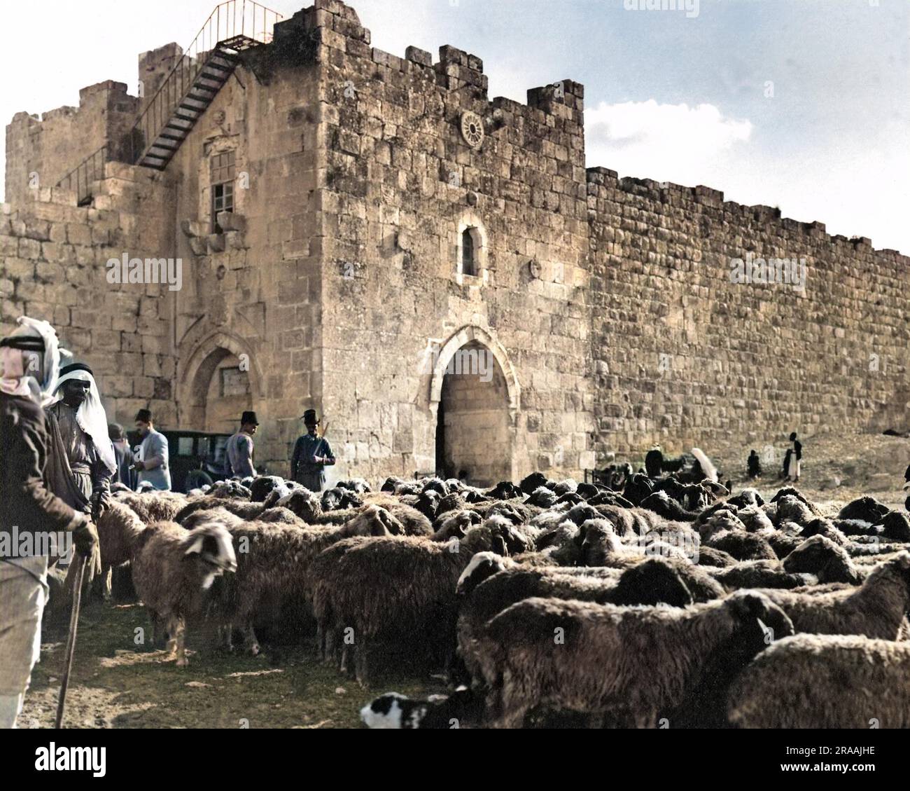 Shepherd sheep palestine hi-res stock photography and images - Alamy