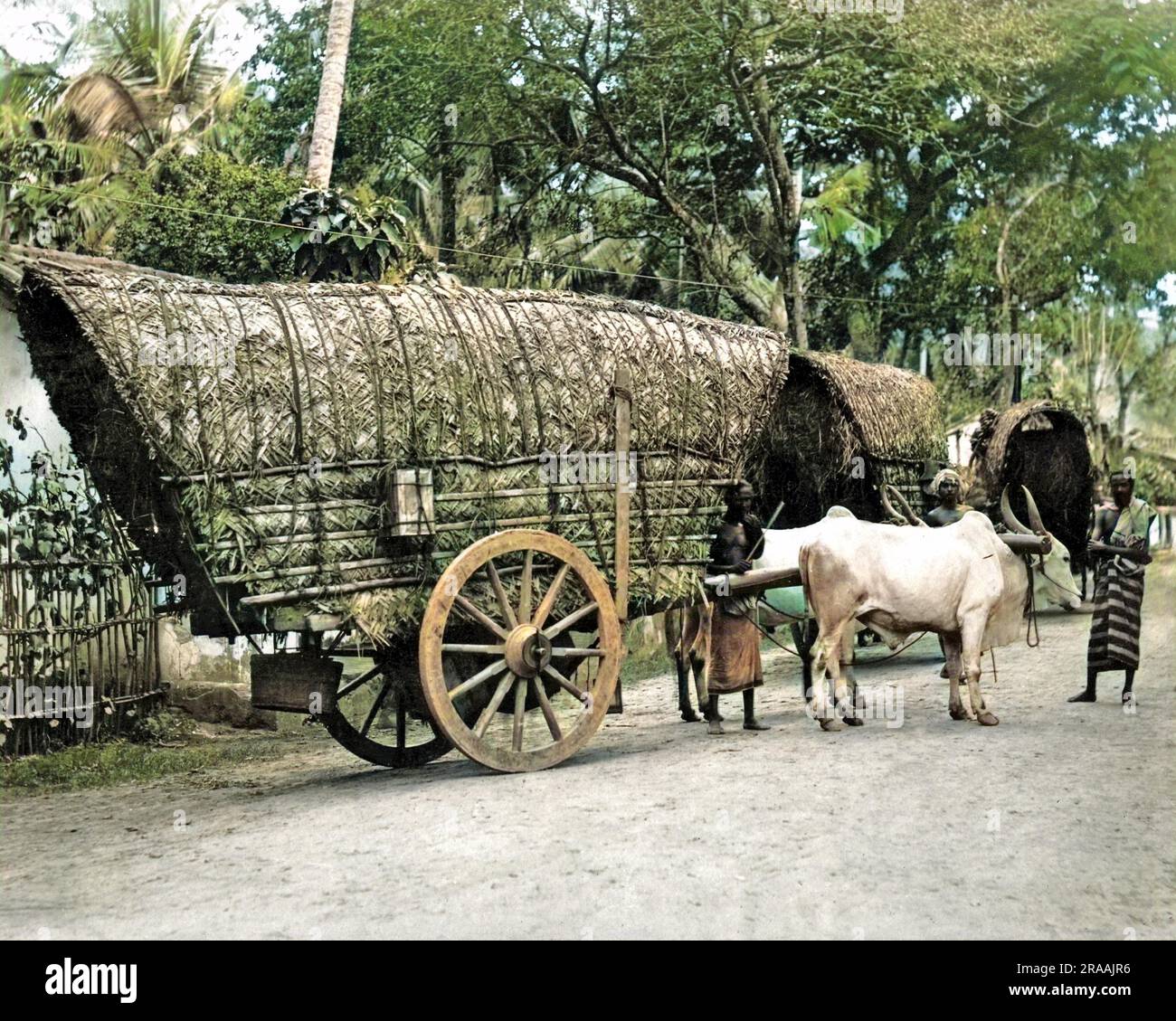 Bullock-drawn carts on a road in India. Date: circa 1890s Stock Photo ...