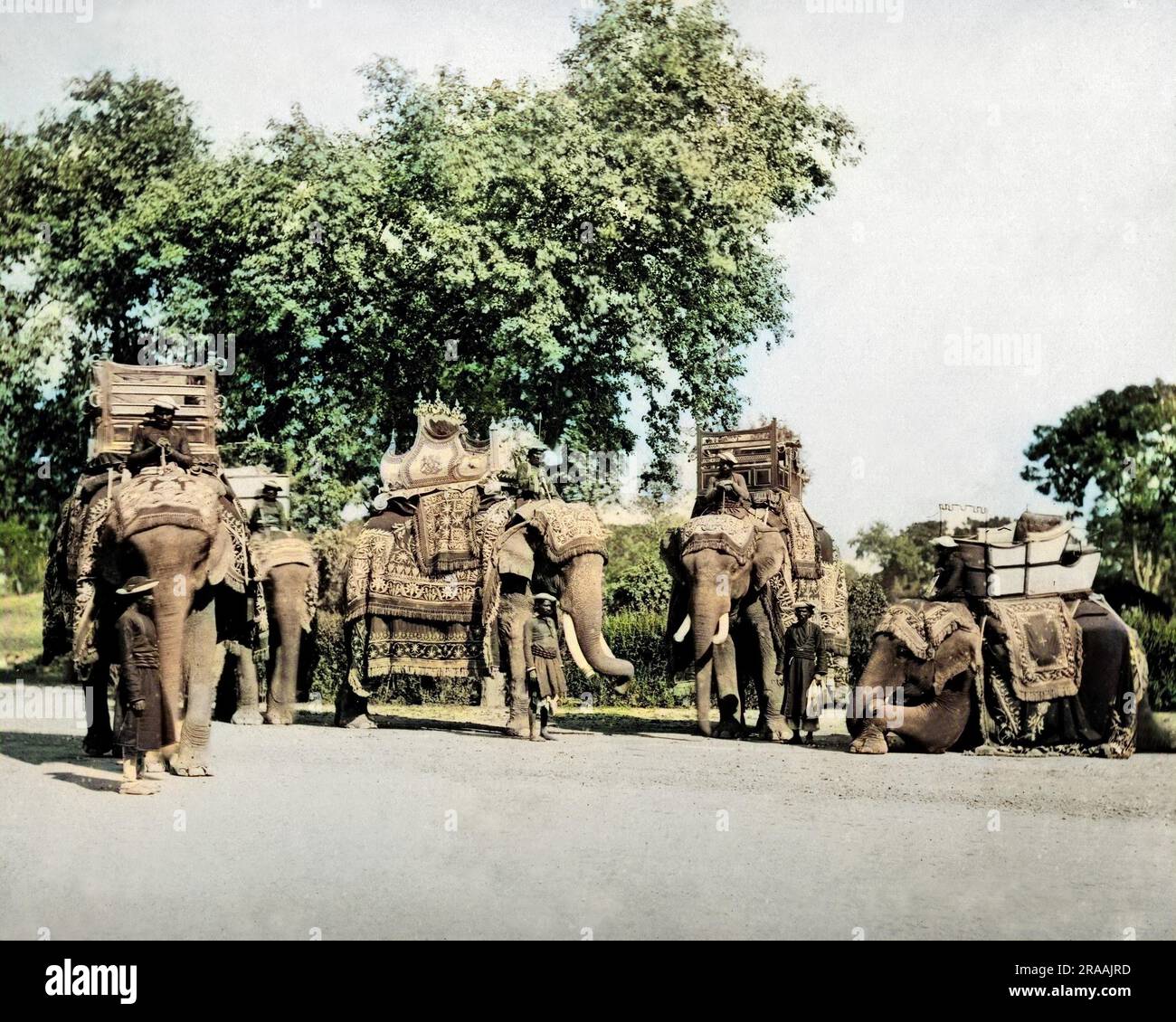 State Elephants of the Viceroy, India. Date: circa 1890s Stock Photo ...