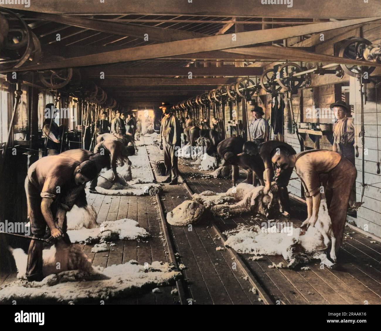 Sheep shearing historical hi-res stock photography and images - Alamy