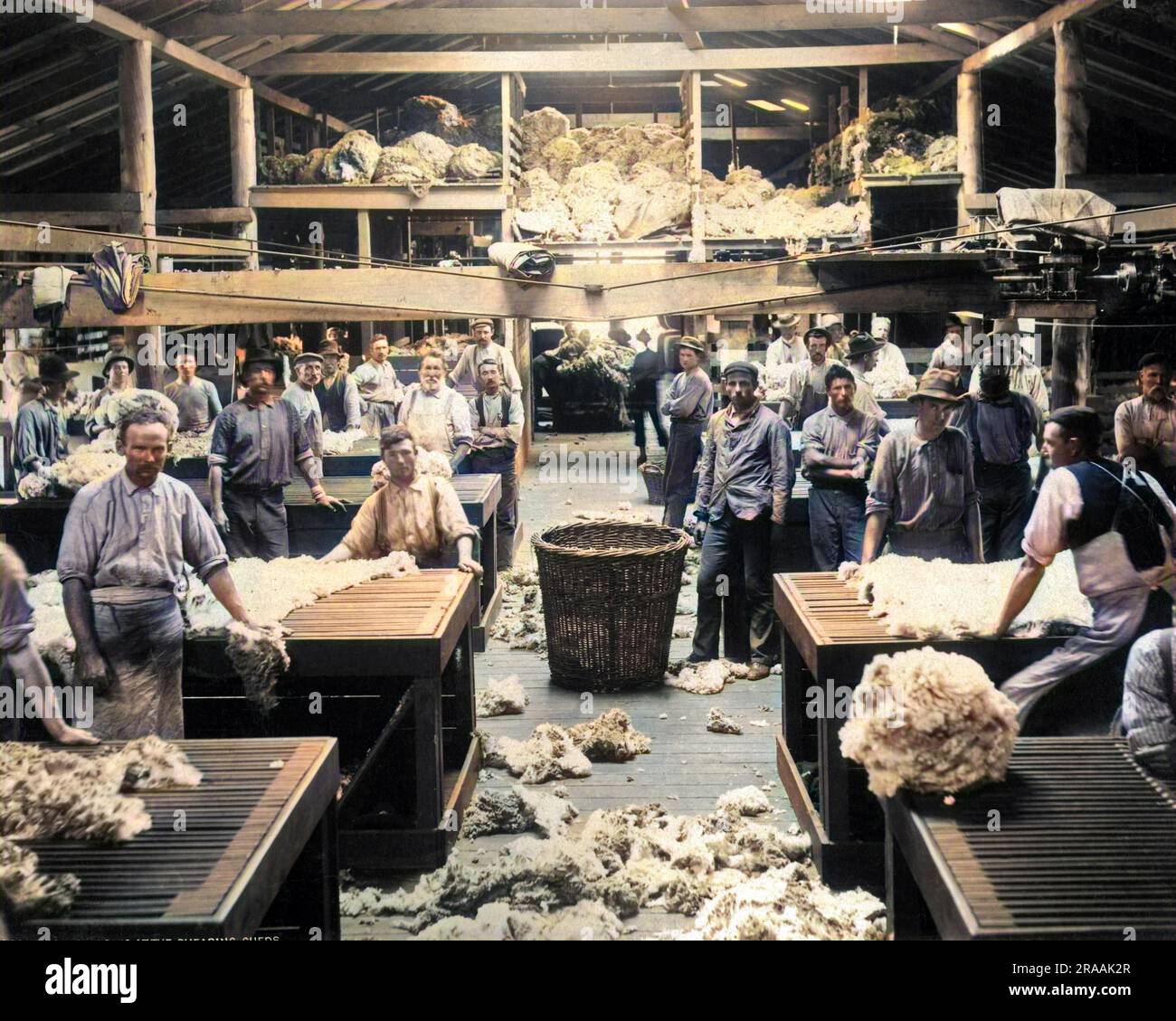 Wool sorting and classing in a shearing shed, Burrawang, New South ...