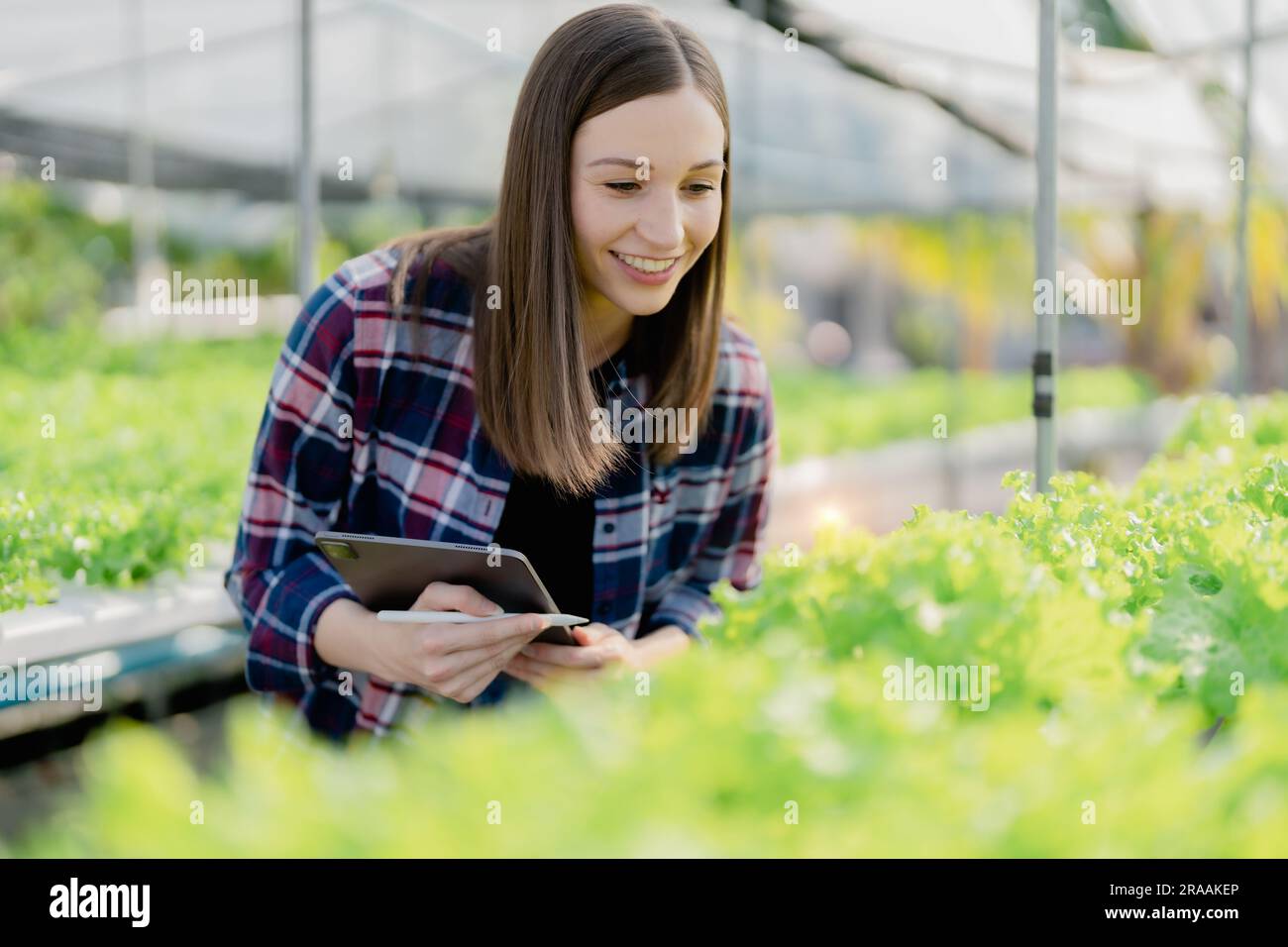 Woman Farmer harvesting vegetable and audit quality from hydroponics farm. Organic fresh ...