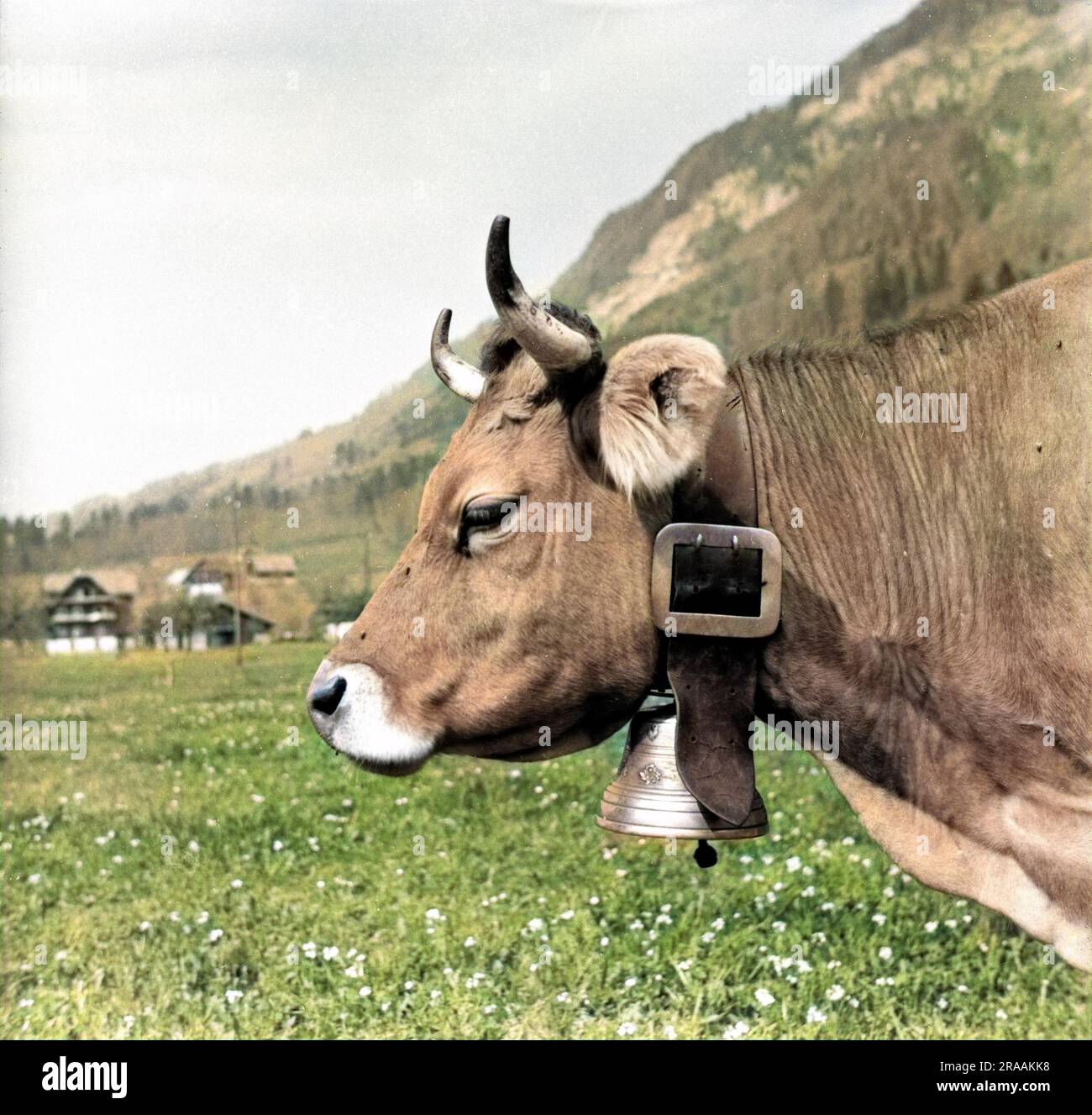 A horned cow with a bell hanging from its neck Stock Photo - Alamy