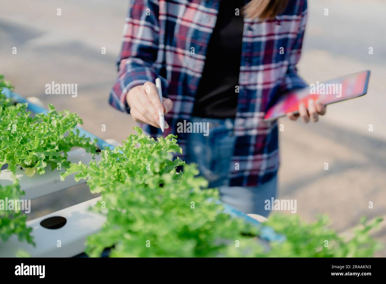 Woman Farmer harvesting vegetable and audit quality from hydroponics farm. Organic fresh ...
