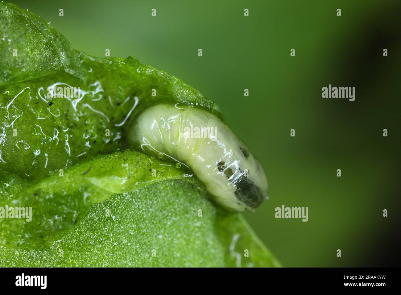 Leafminer (Pegomya hyoscyami) larva exposed in leaf mine damage to ...