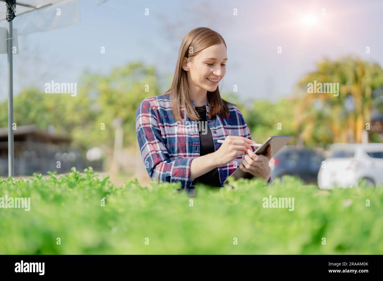 Woman Farmer harvesting vegetable and audit quality from hydroponics farm. Organic fresh ...