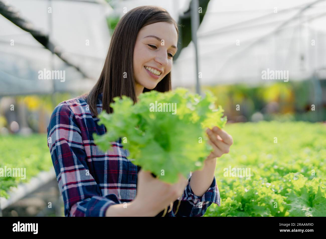woman Farmer harvesting vegetable from hydroponics farm. Organic fresh ...