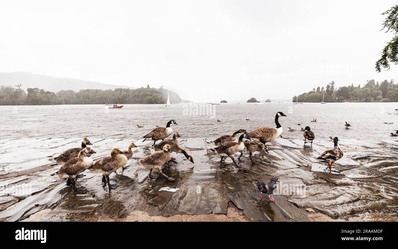 Cumbria, UK. 2nd July, 2023. Weather Sudden heavy rain showers tourist ...