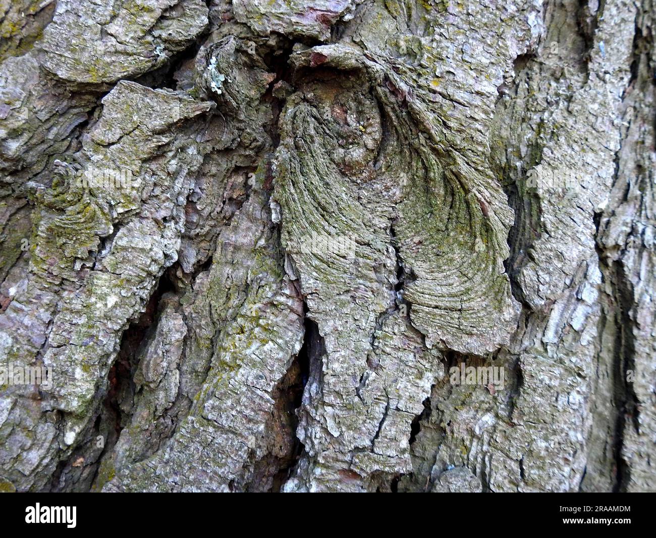 Asperous bark hi-res stock photography and images - Alamy