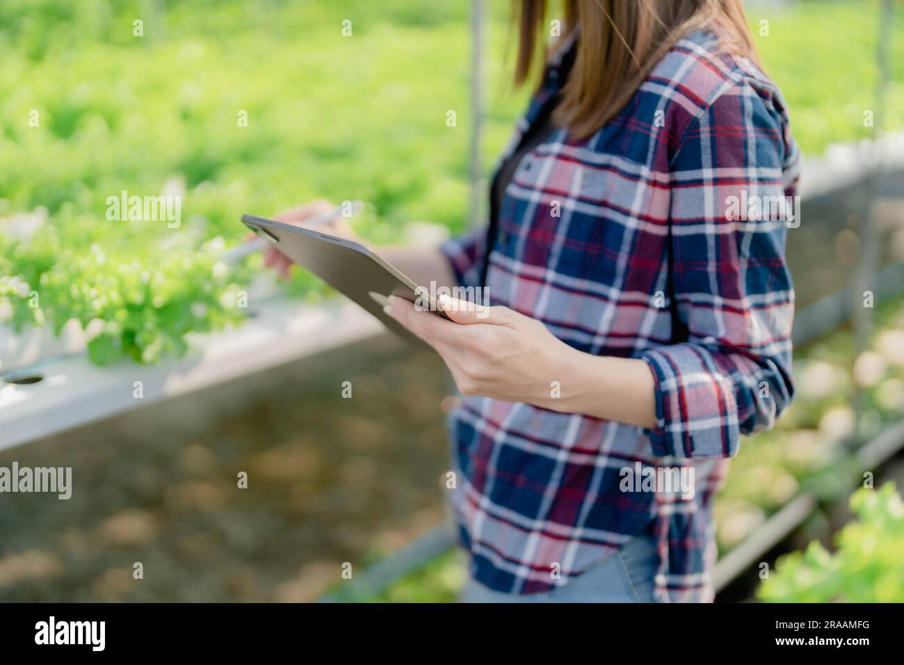 Woman Farmer harvesting vegetable and audit quality from hydroponics farm. Organic fresh ...