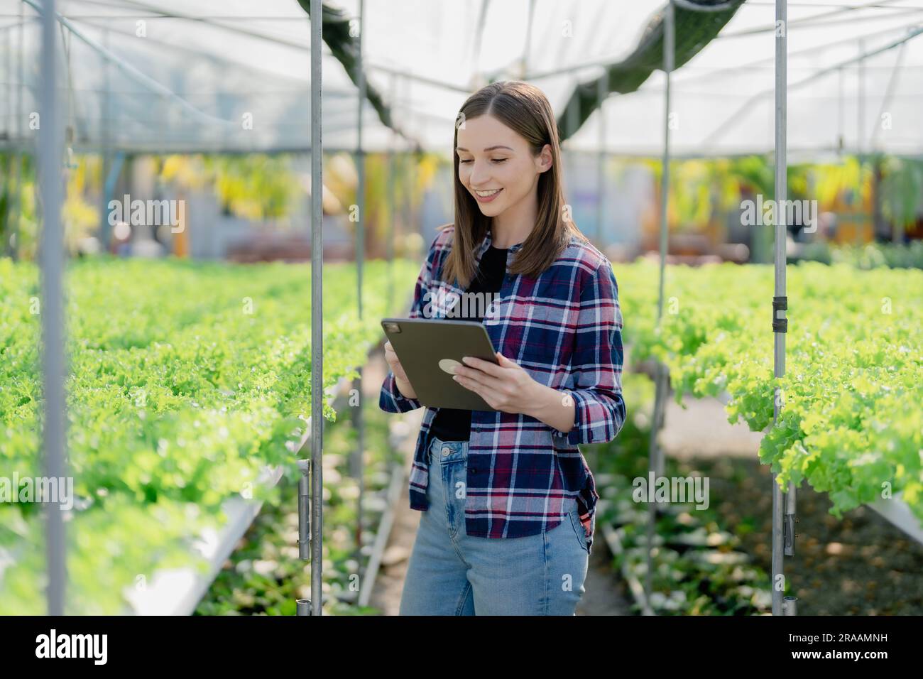 Woman Farmer harvesting vegetable and audit quality from hydroponics farm. Organic fresh ...