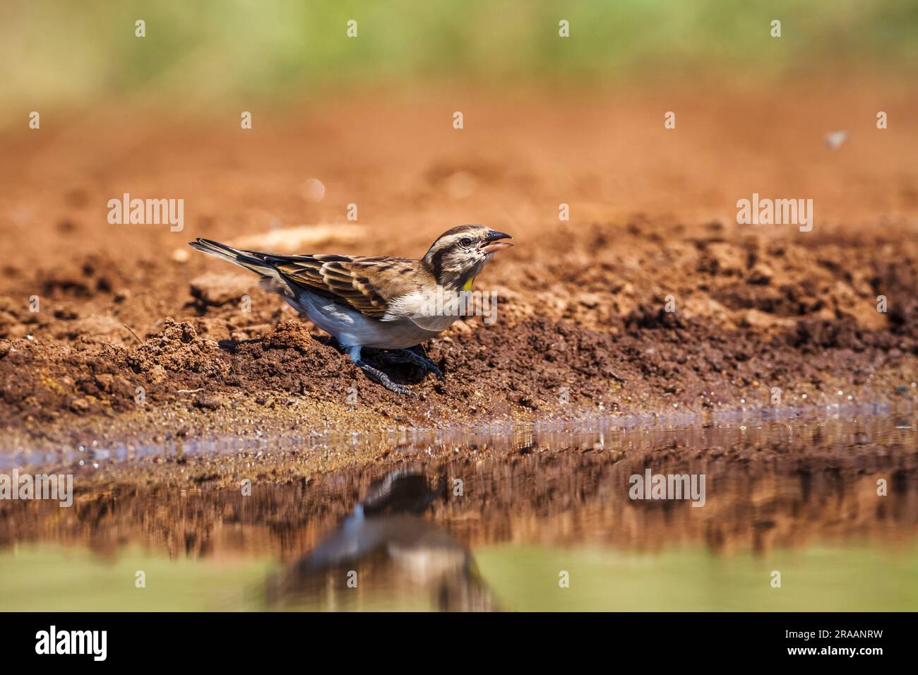 South african petronia hi-res stock photography and images - Alamy