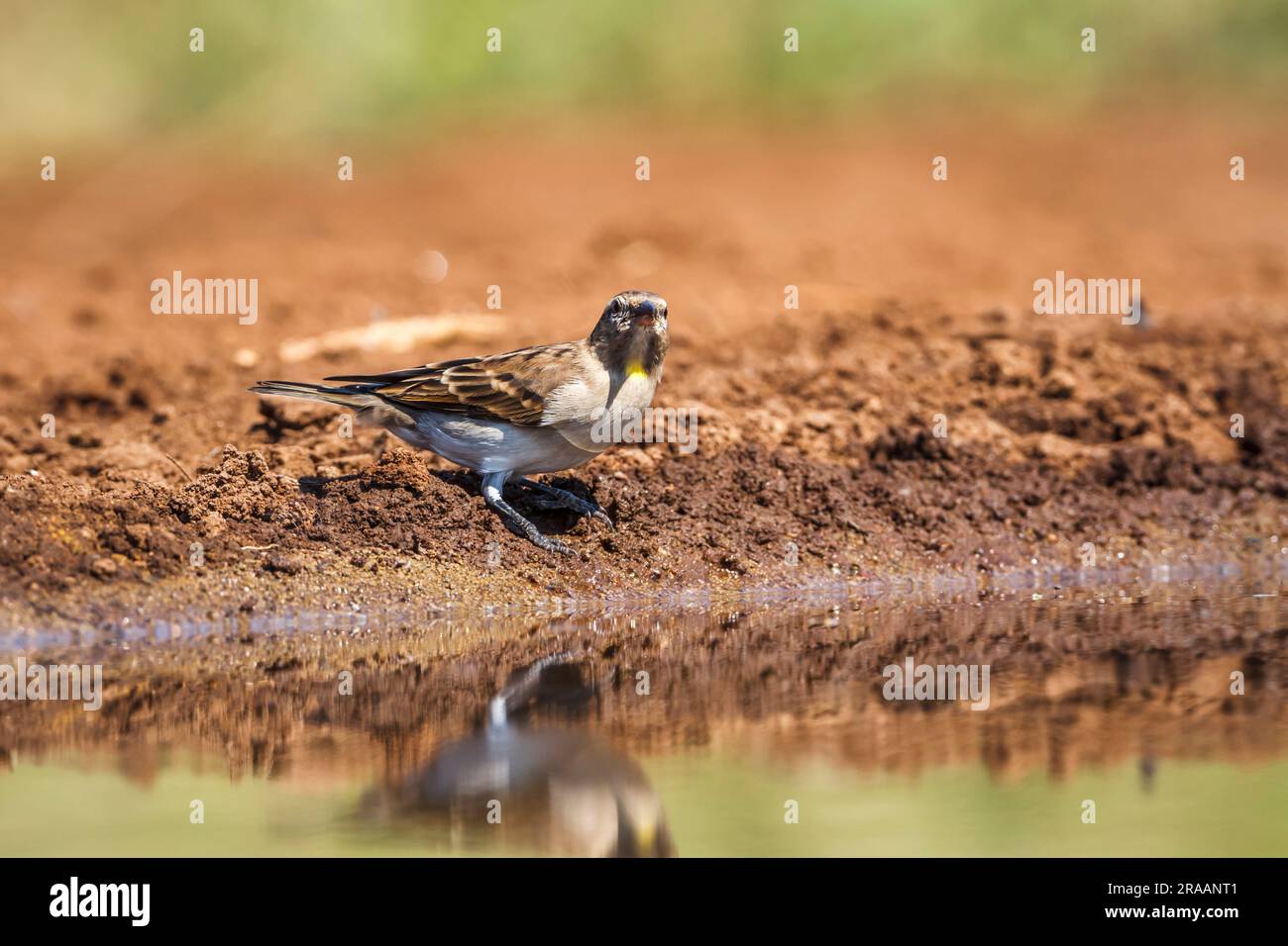 South african petronia hi-res stock photography and images - Alamy