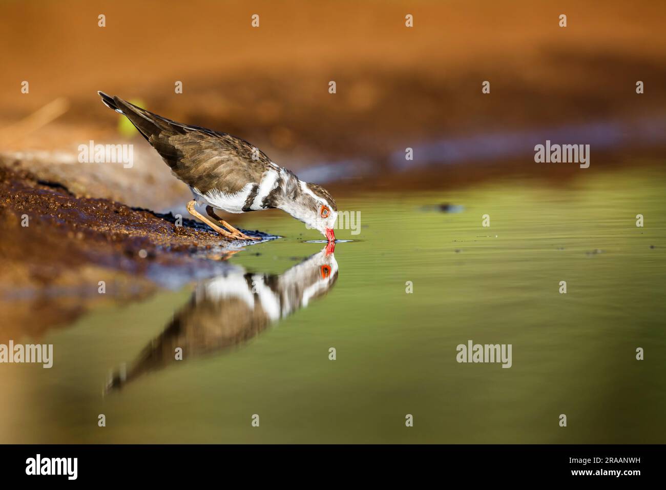 Three banded Plover drinking in waterhole with reflection in Kruger ...