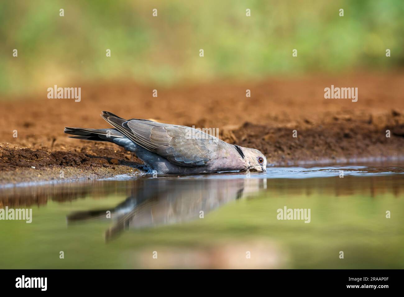 Red-eyed Dove drinking in waterhole in Kruger National park, South ...