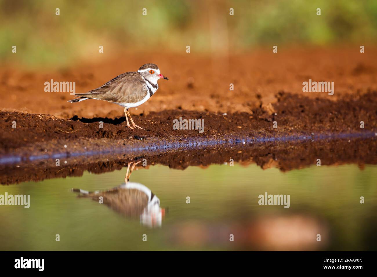 Three banded Plover along waterhole with reflection in Kruger National ...