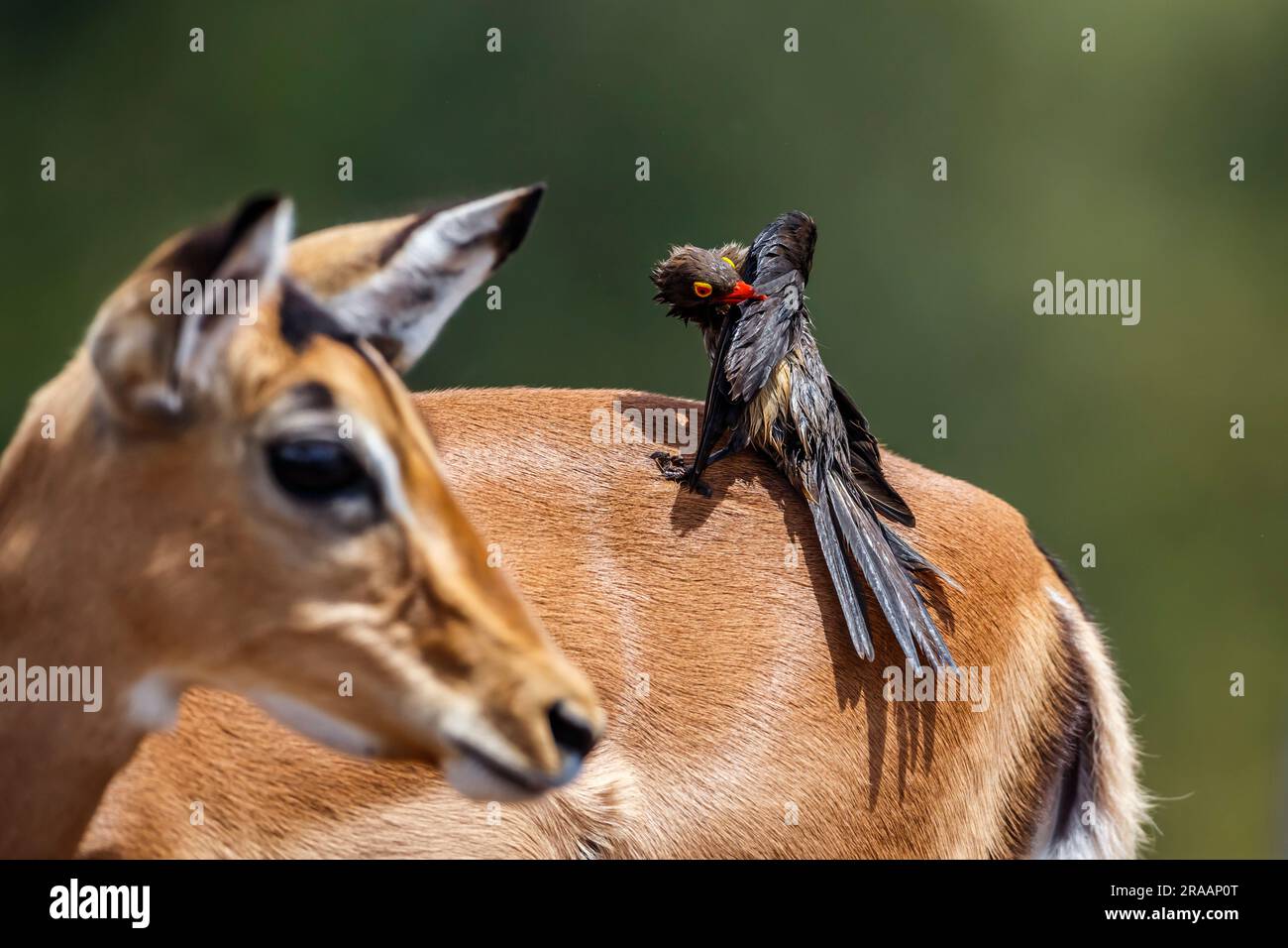 Red billed Oxpecker grooming common impala in Kruger National park ...