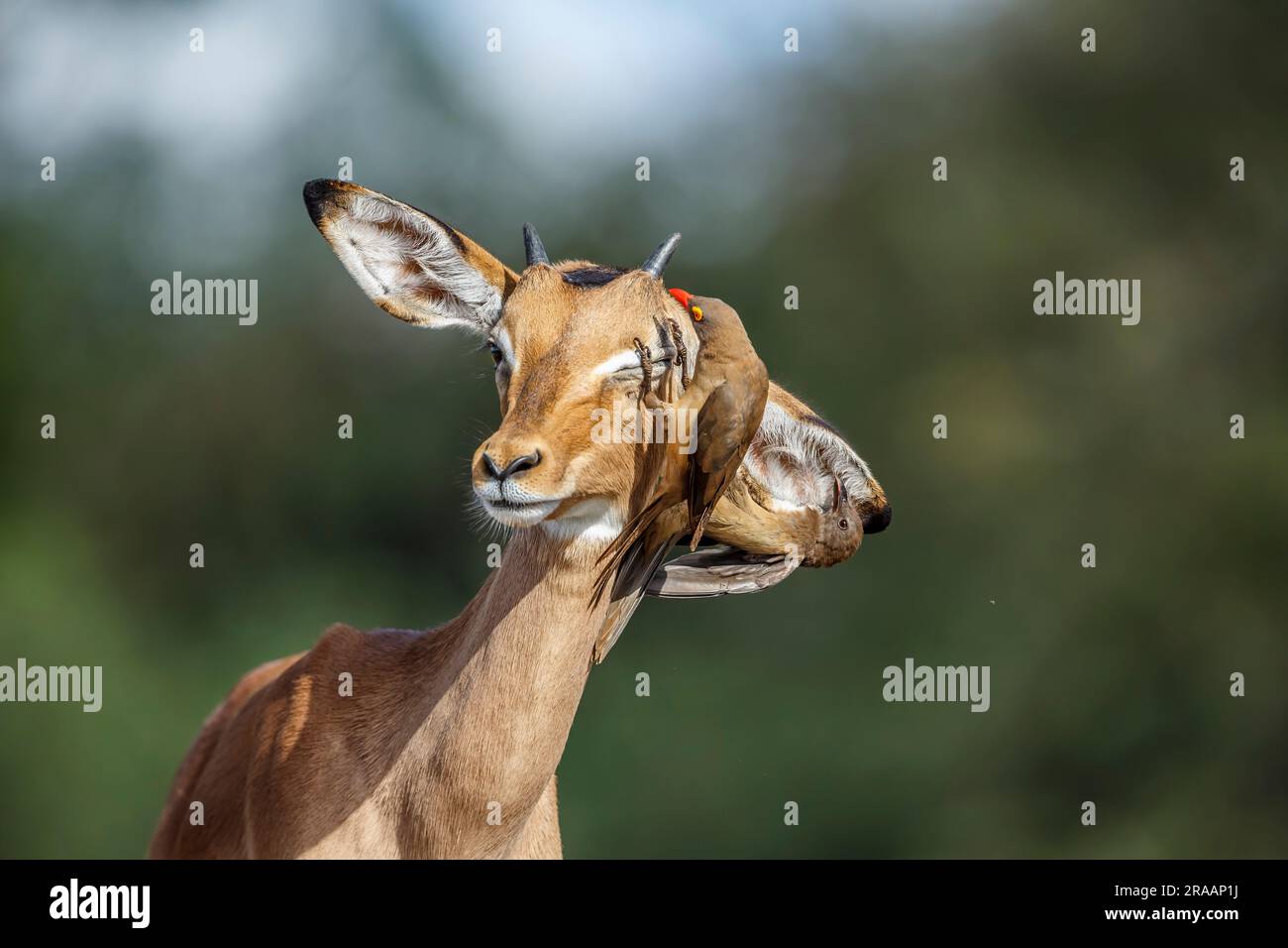 Common Impala portrait with Red billed Oxpecker in Kruger National park ...